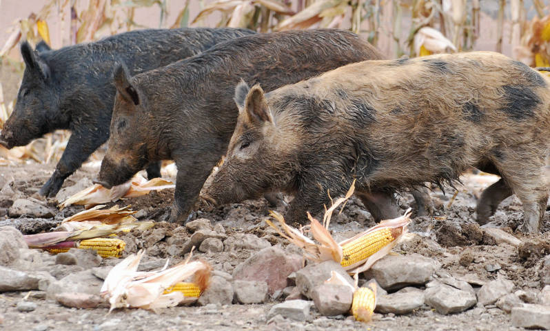 Feral Hog Trapping Program | N.C. Cooperative Extension